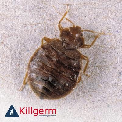Pest Control in Greater Manchester - Best Local Services